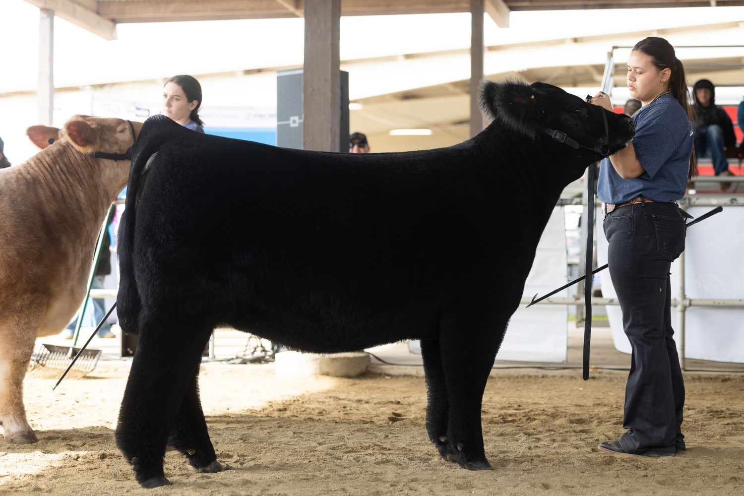 Simon Cattle | CHAMPIONS